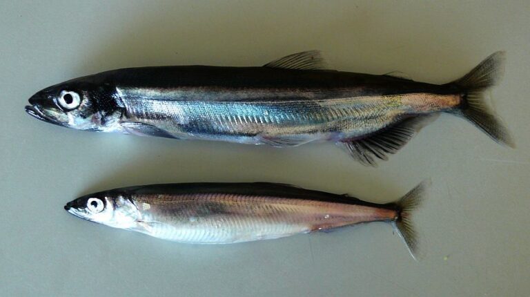 How Warming Impacts Male Capelin Choice of Spawning Habitat - The ...