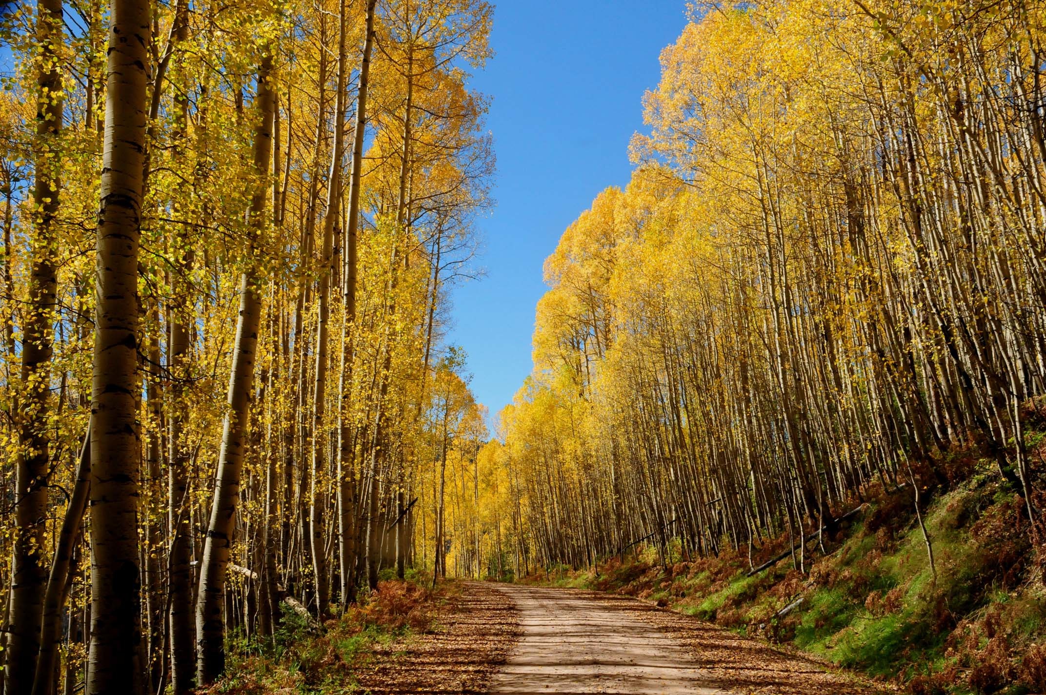 Colorado, Feds Reach Agreement on Roadless Rule - The Heartland Institute