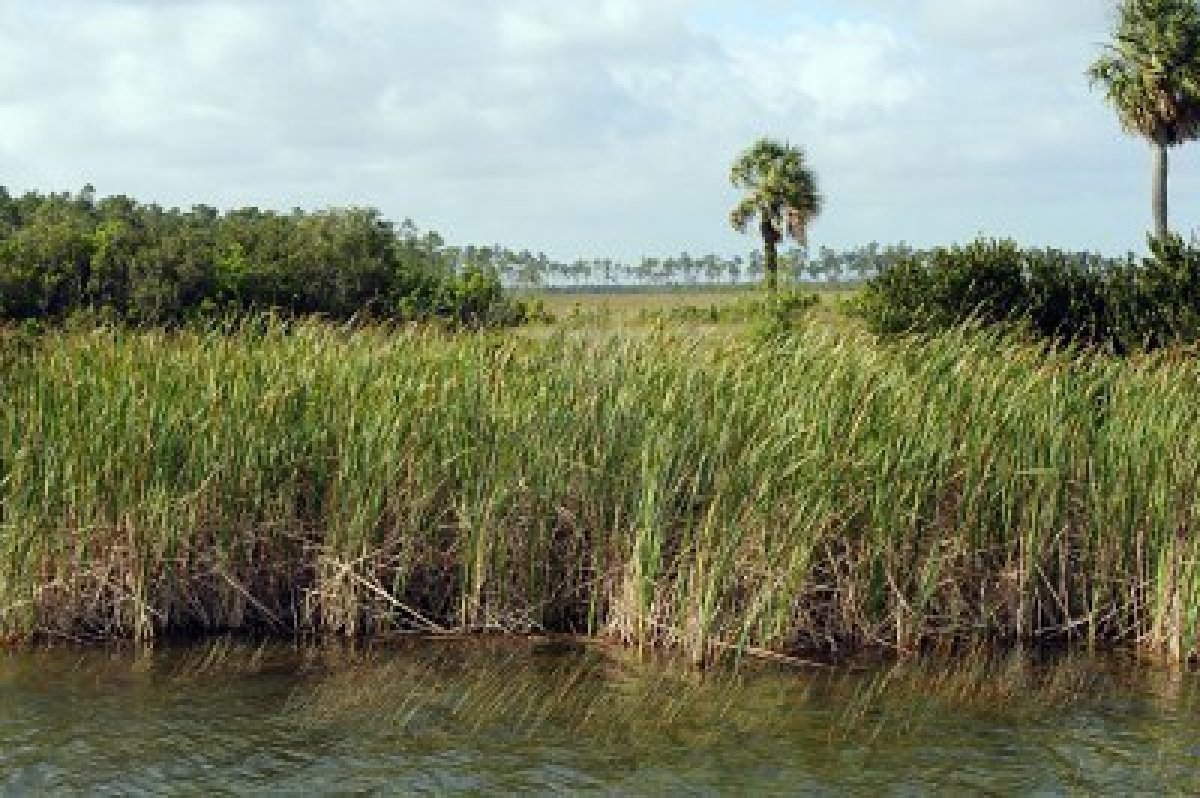 Florida DEP Uses Bad Science to Justify New Water Restrictions - The ...