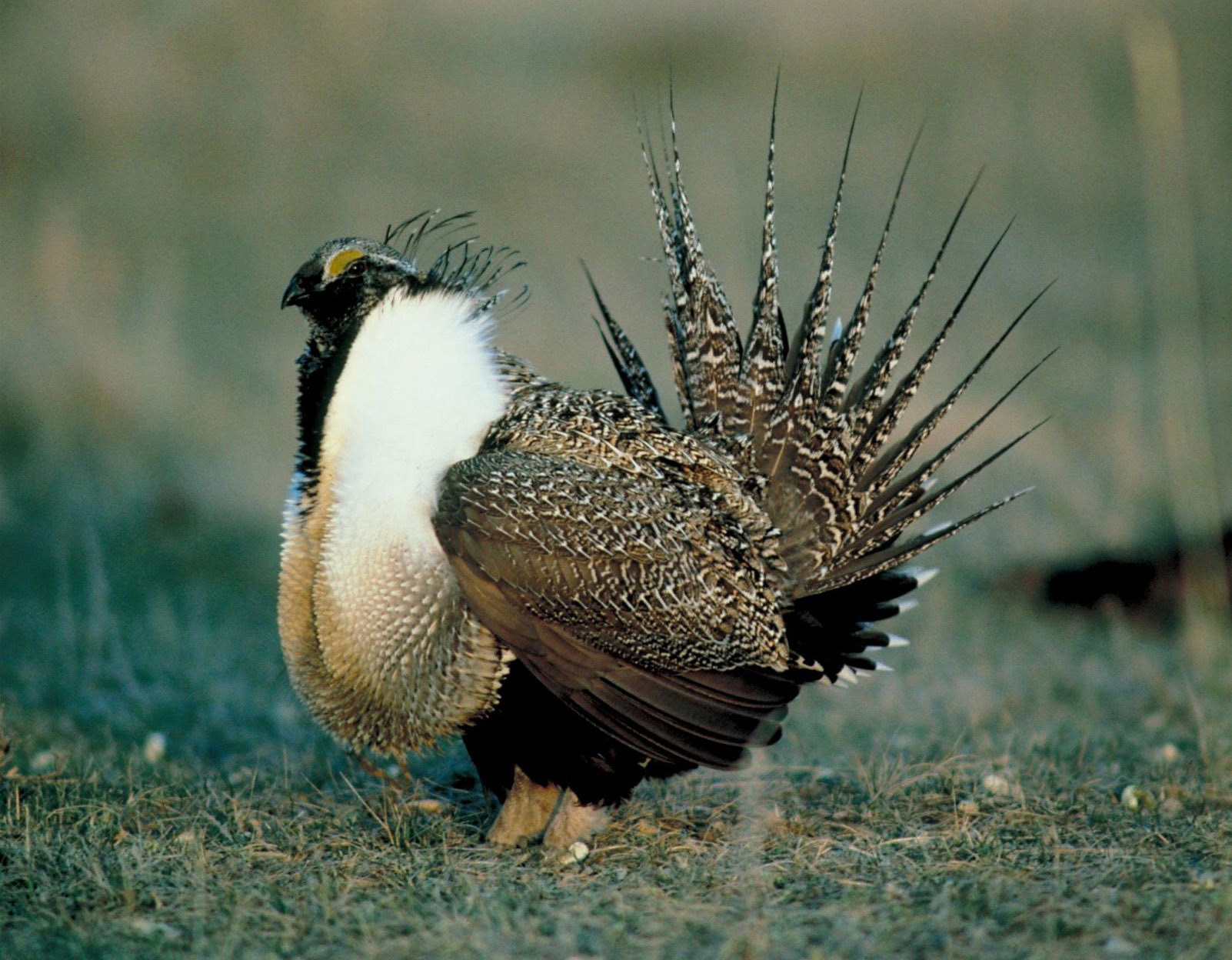 New Sage Grouse Rules Limit Public Land Use - The Heartland Institute