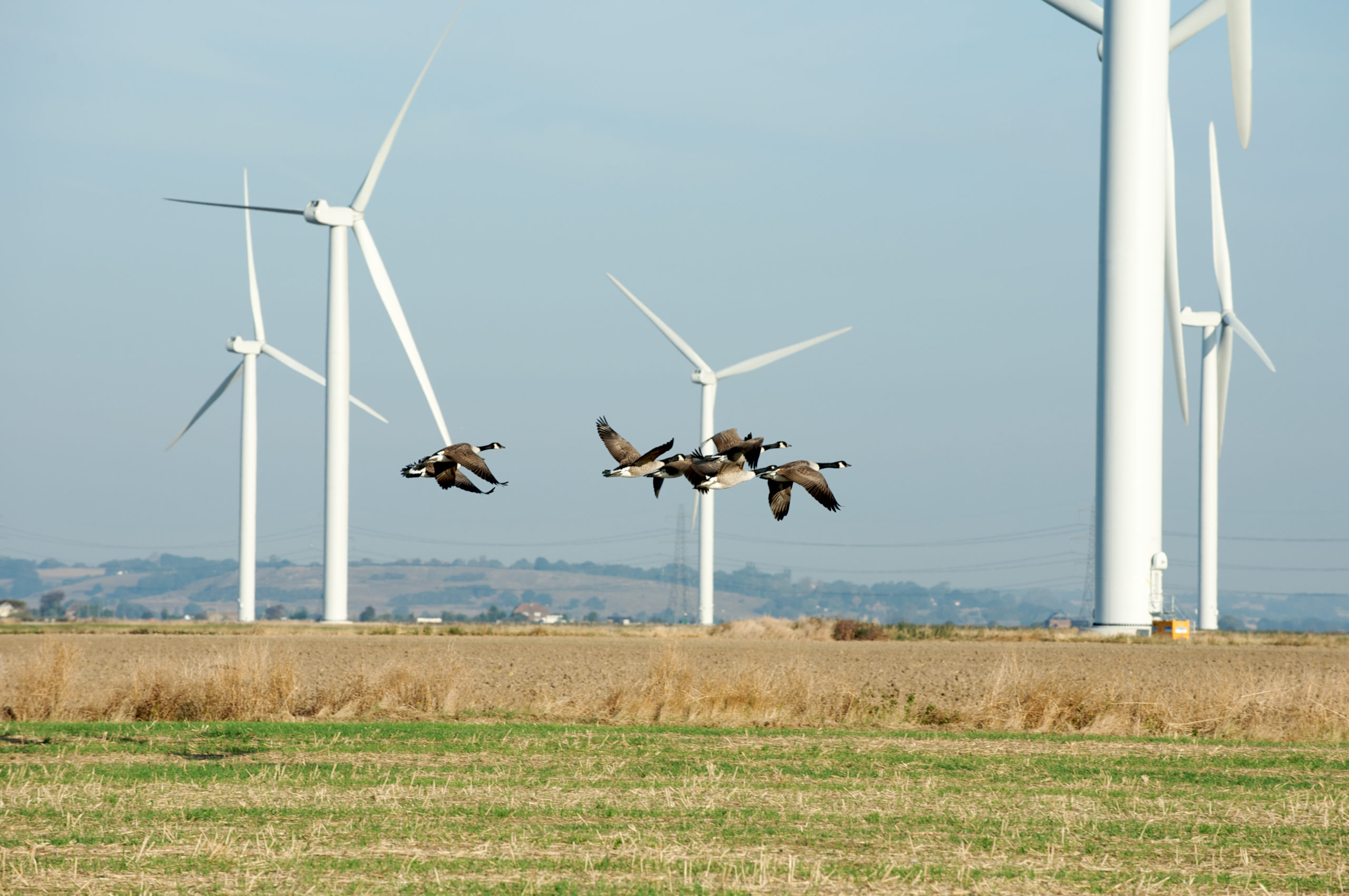 Wind Turbines and Wildlife Impacts - The Heartland Institute