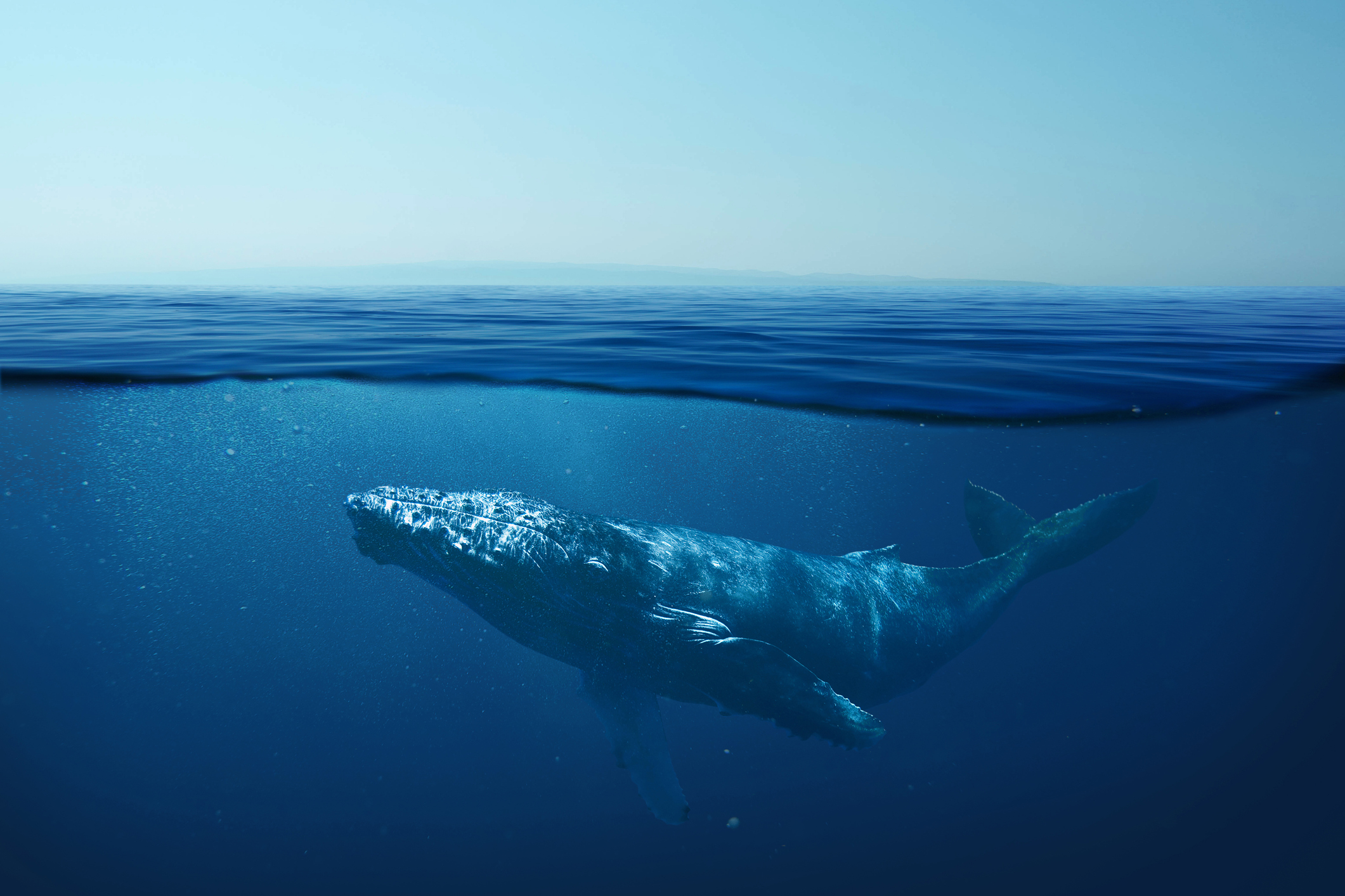 Feds Push Ignorance Defense for Whale Killing by Offshore Wind ...