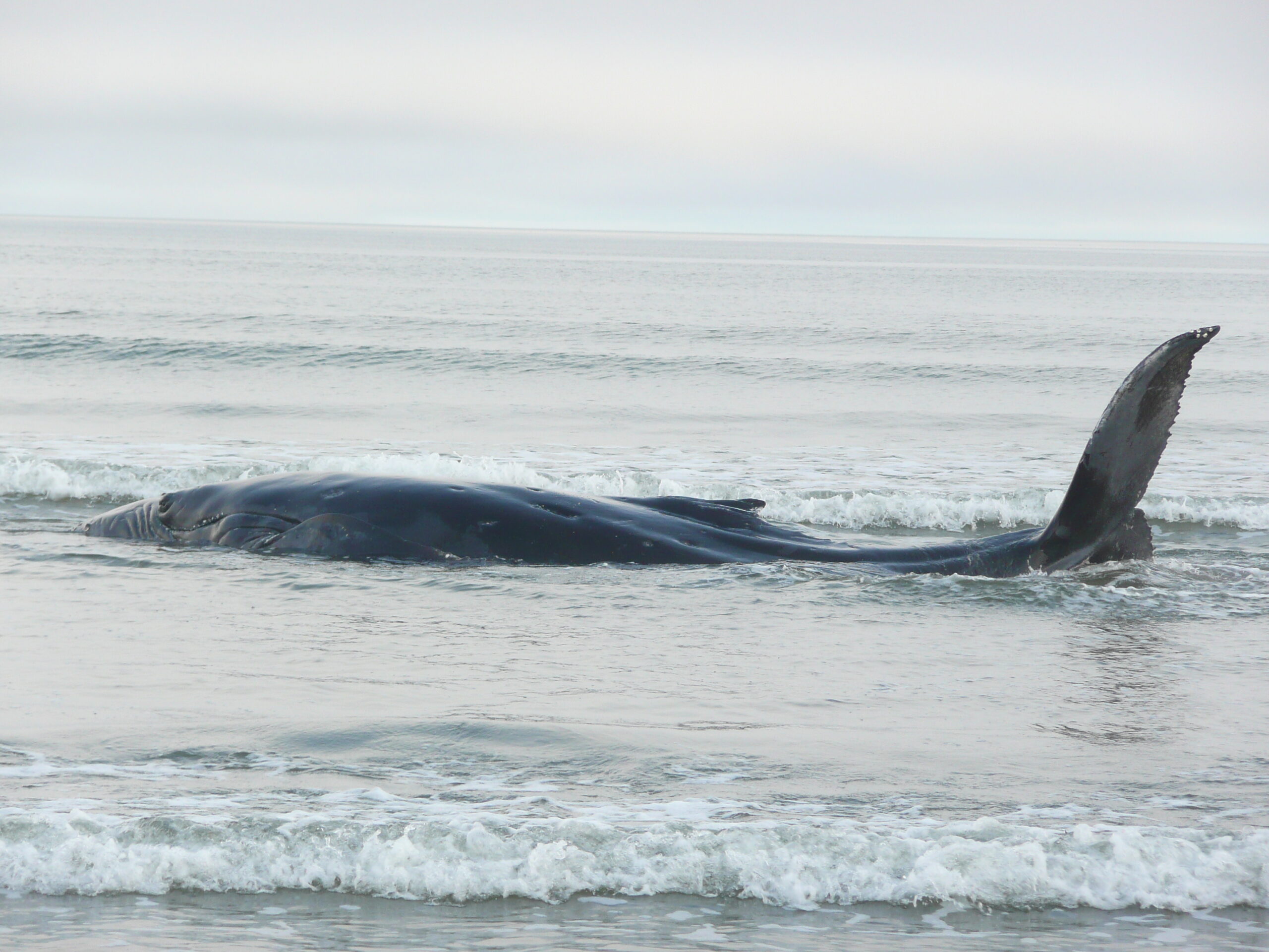 Freedom Advocates Are the Right Whale’s Best Hope - The Heartland Institute